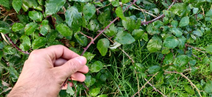 Comment faire avec les ronces et pas contre ? – Faire en Permaculture